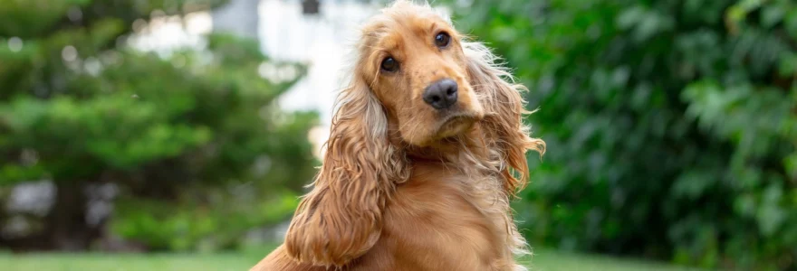 Cocker américain : 5 points essentiels avant l'adoption
